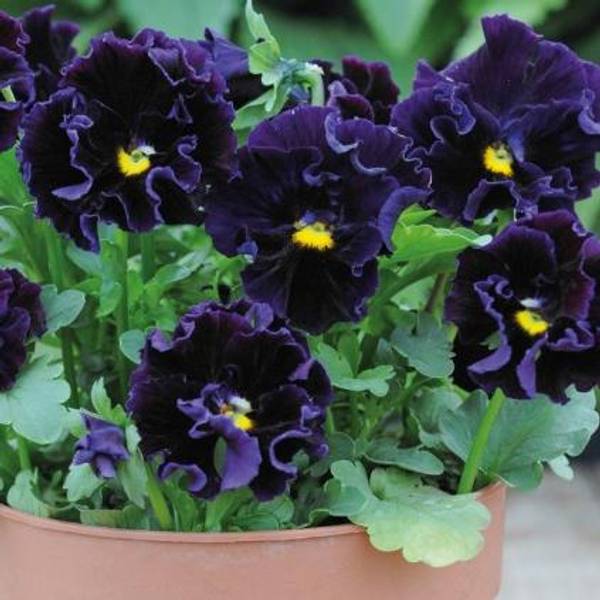 GEUM coccineum ’Koi’ - Botanisk Verden