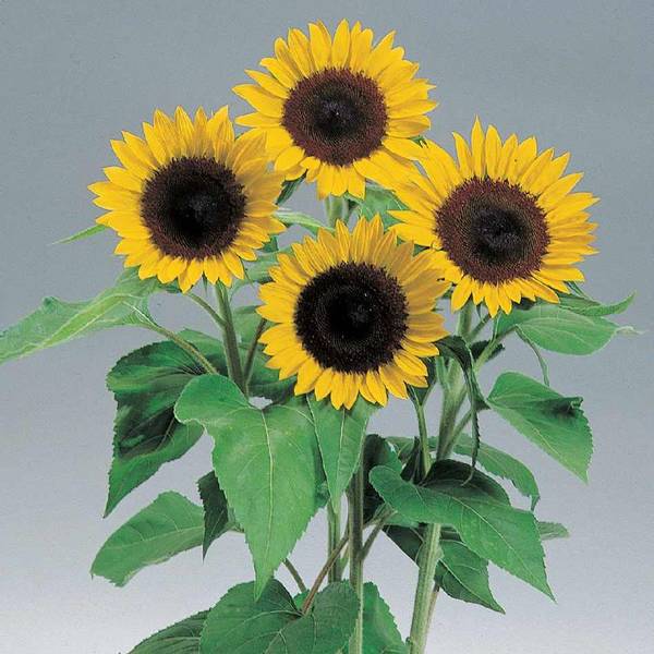 Frø til sommerblomster - Botanisk Verden